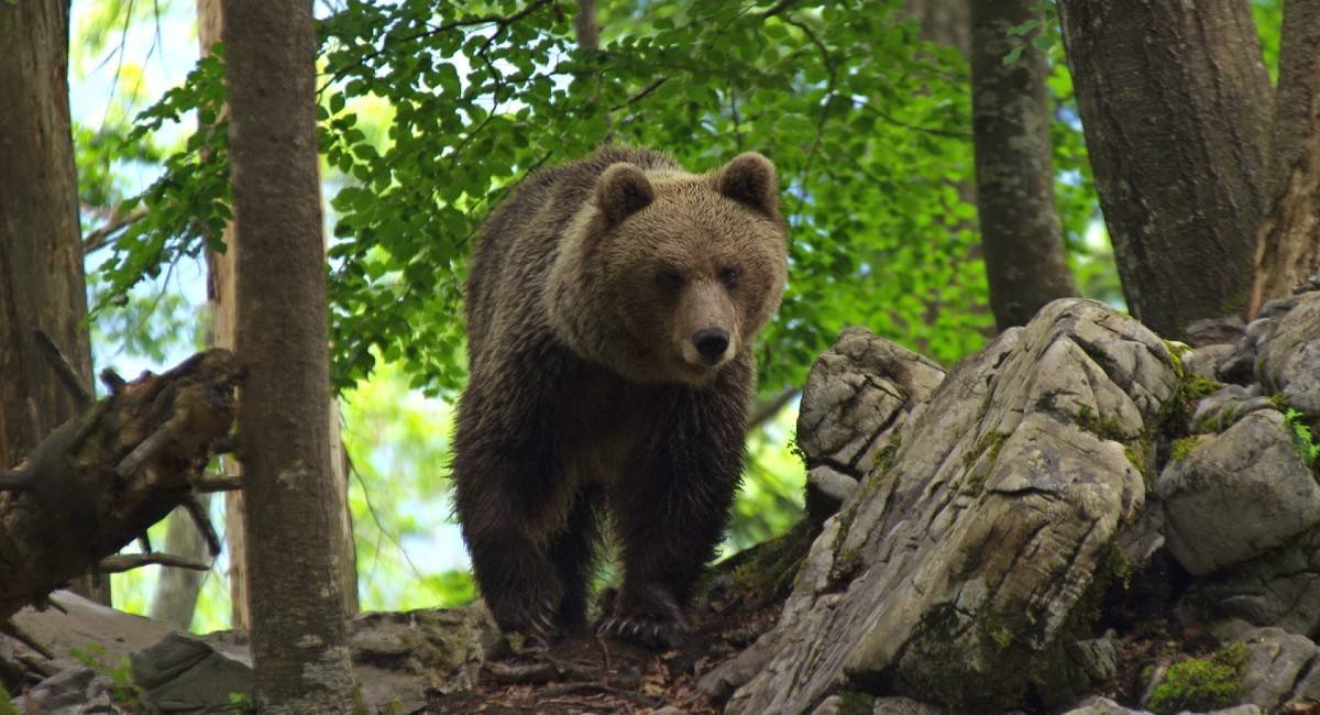 Cosa fare se si incontra un orso? - Wild Routes